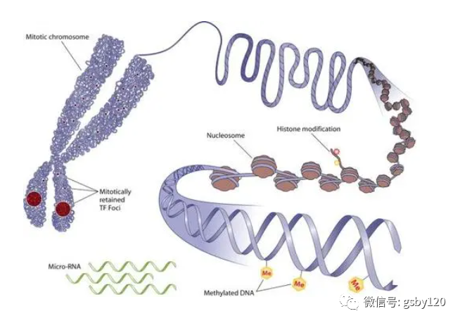 MDS患者中EB1跟EB2有啥区别？严重吗？_史淑荣_主任医师_爱问健康